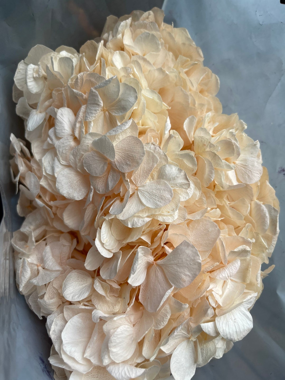 Big Petal Pink Peach Preserved Hydrangea, Hydrangea, Bridal Flower - Etsy