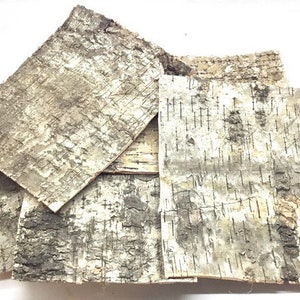 Bark Sheets From Hardwood Tree Species Bundle of 4 for Crafting ...