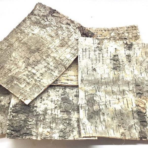 Birch Bark Sheets - Etsy