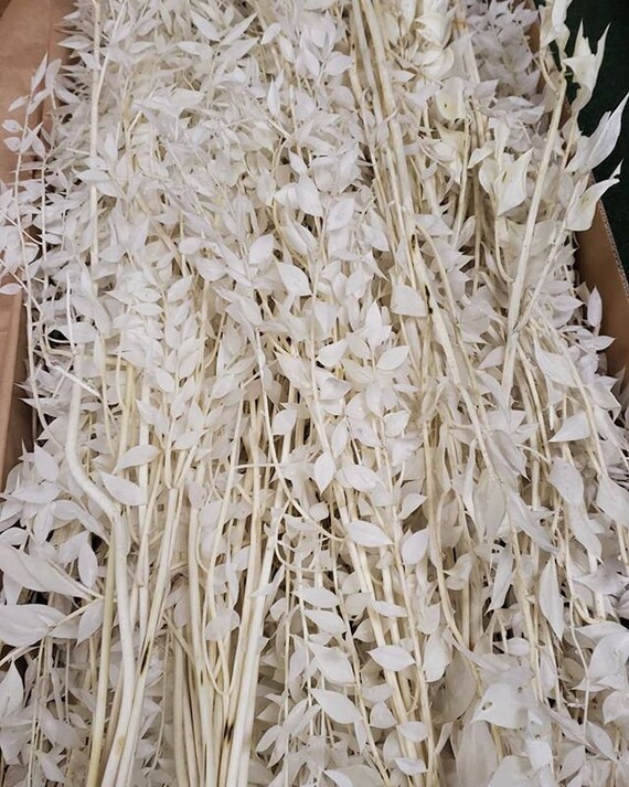 Ruscus Bleached Preserved Wholesale per Kg | Etsy