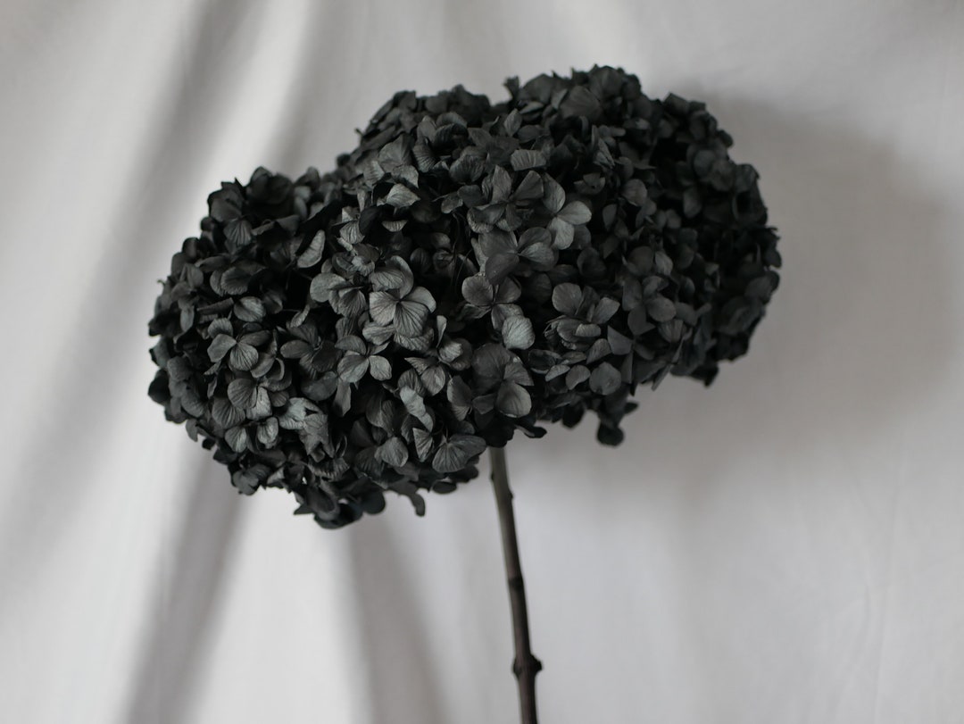 Big Petal Preserved Hydrangea Black Color DIY Resin Jewelry - Etsy