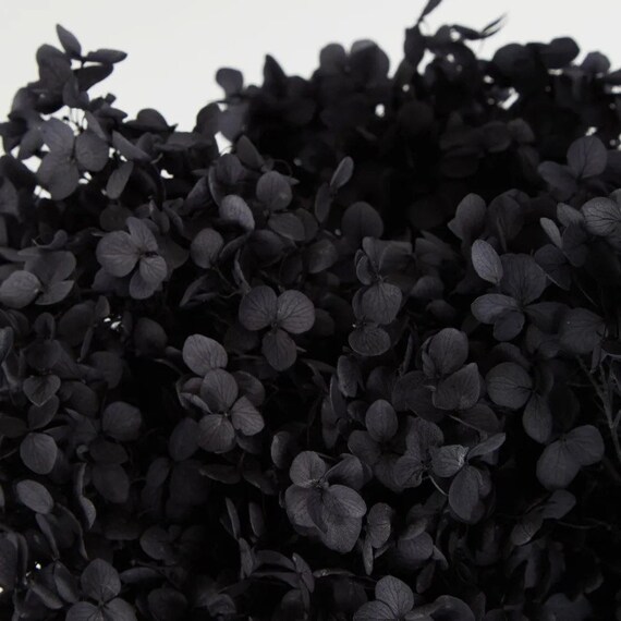 Preserved Hydrangea Dark Black Gradient D20-22cm Hortensia - Etsy