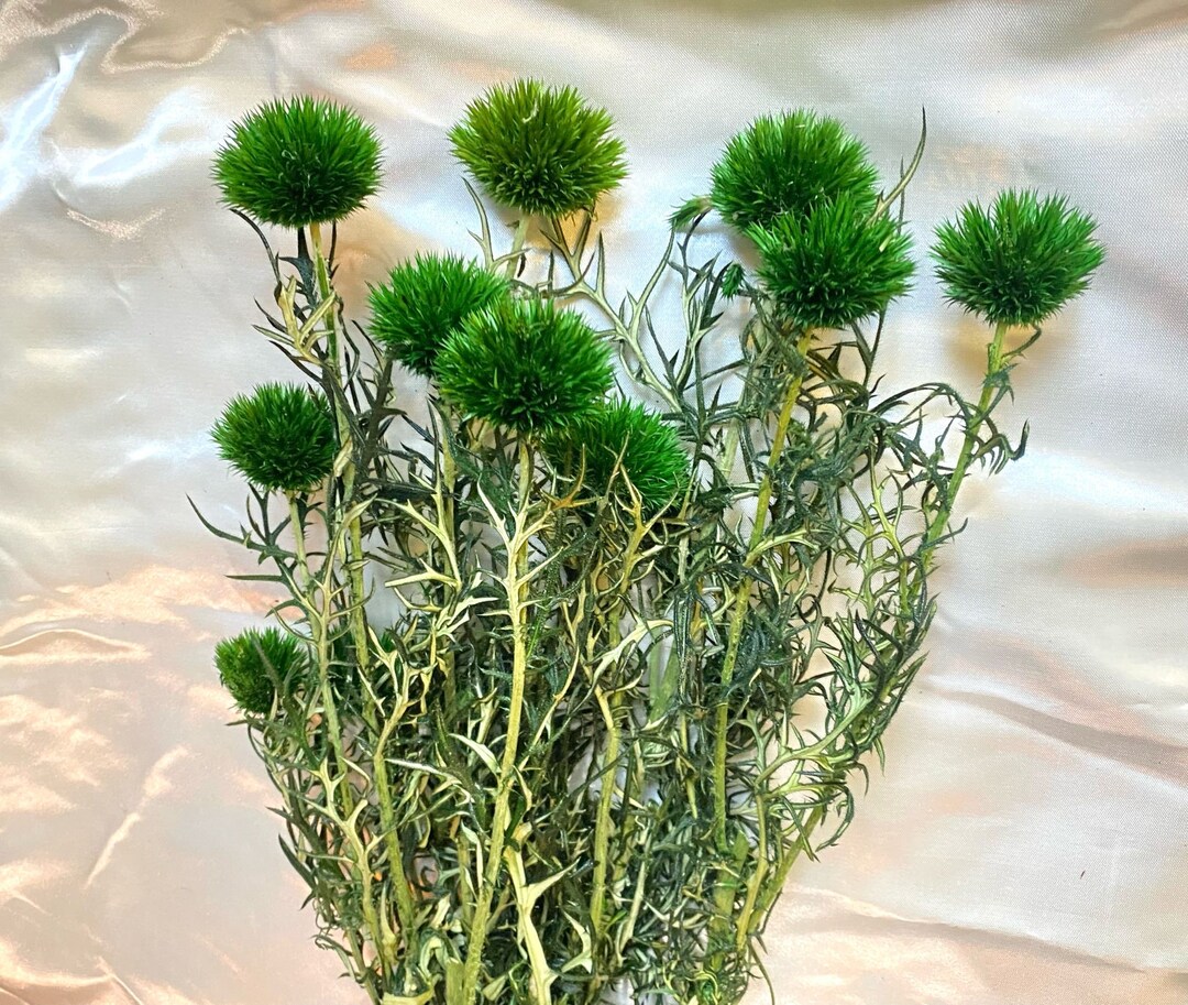 Preserved Green Thistle 10 Stems per Bunch Home Decoration - Etsy