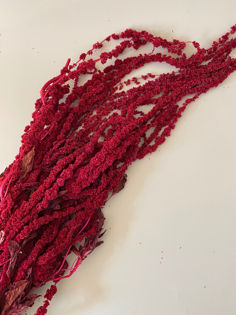 Hanging Amaranthus Red Color Dried and Preserved Flower - Etsy