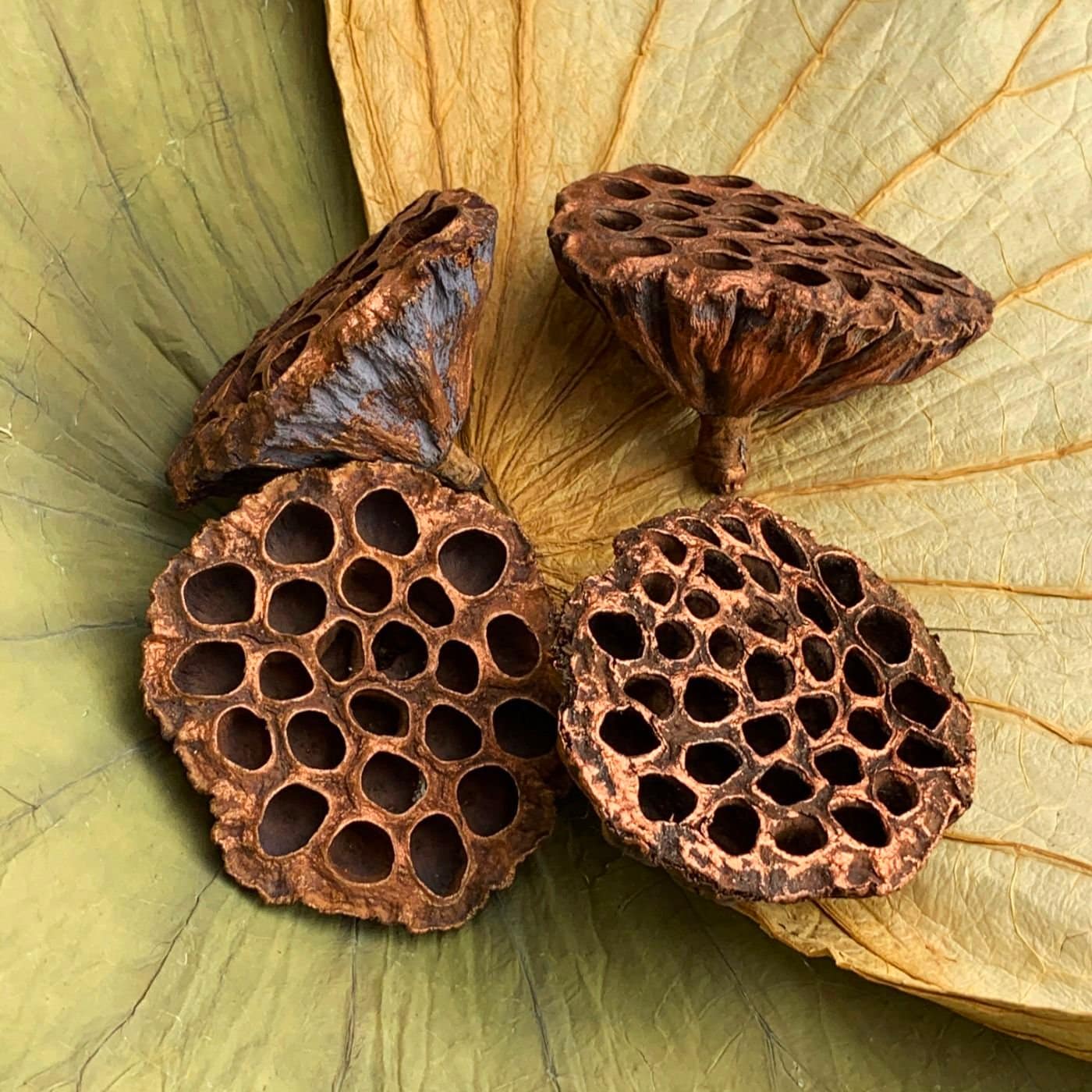 Dried Lotus Seed Pods