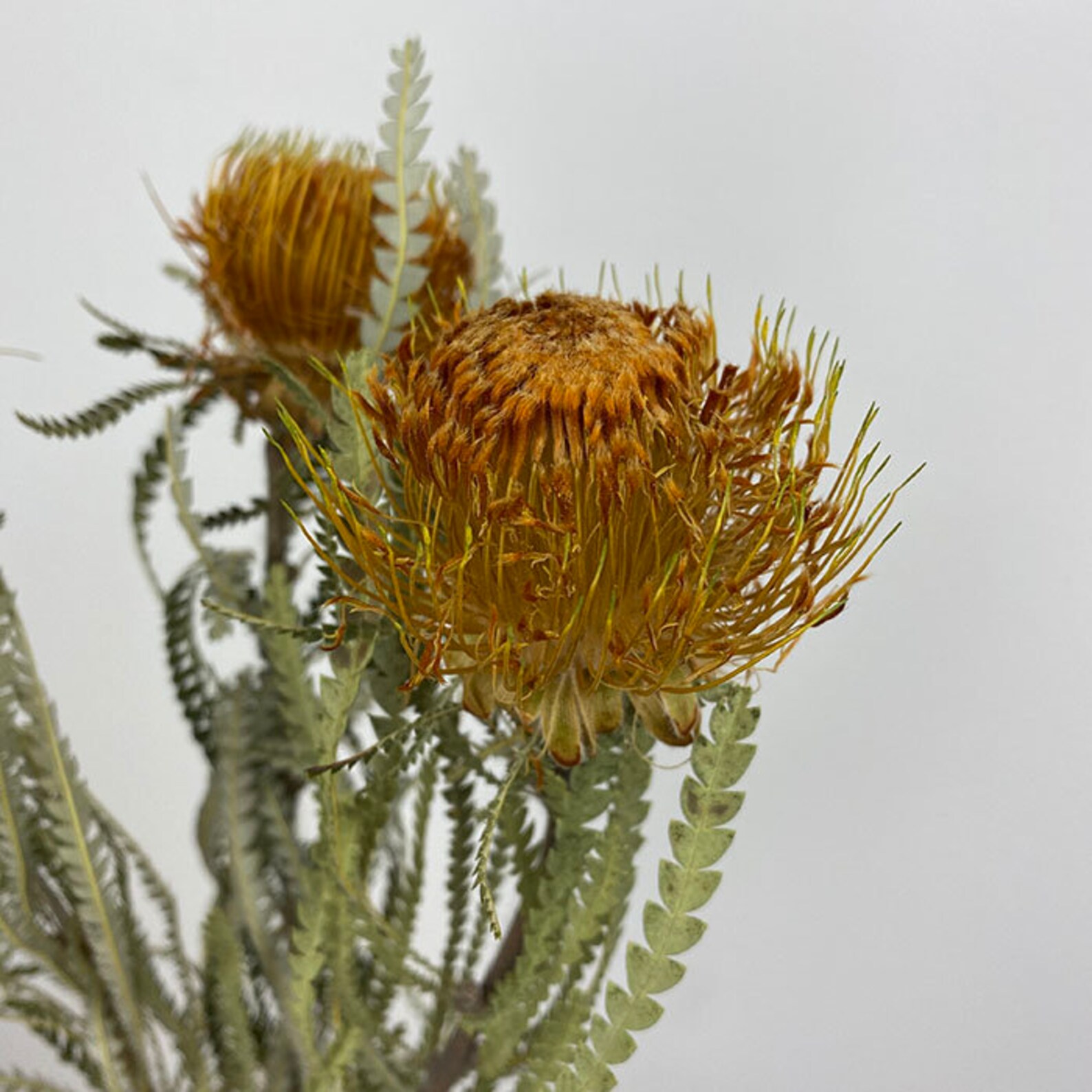 Banksia Dryandra formosa seca australien banskia | Etsy
