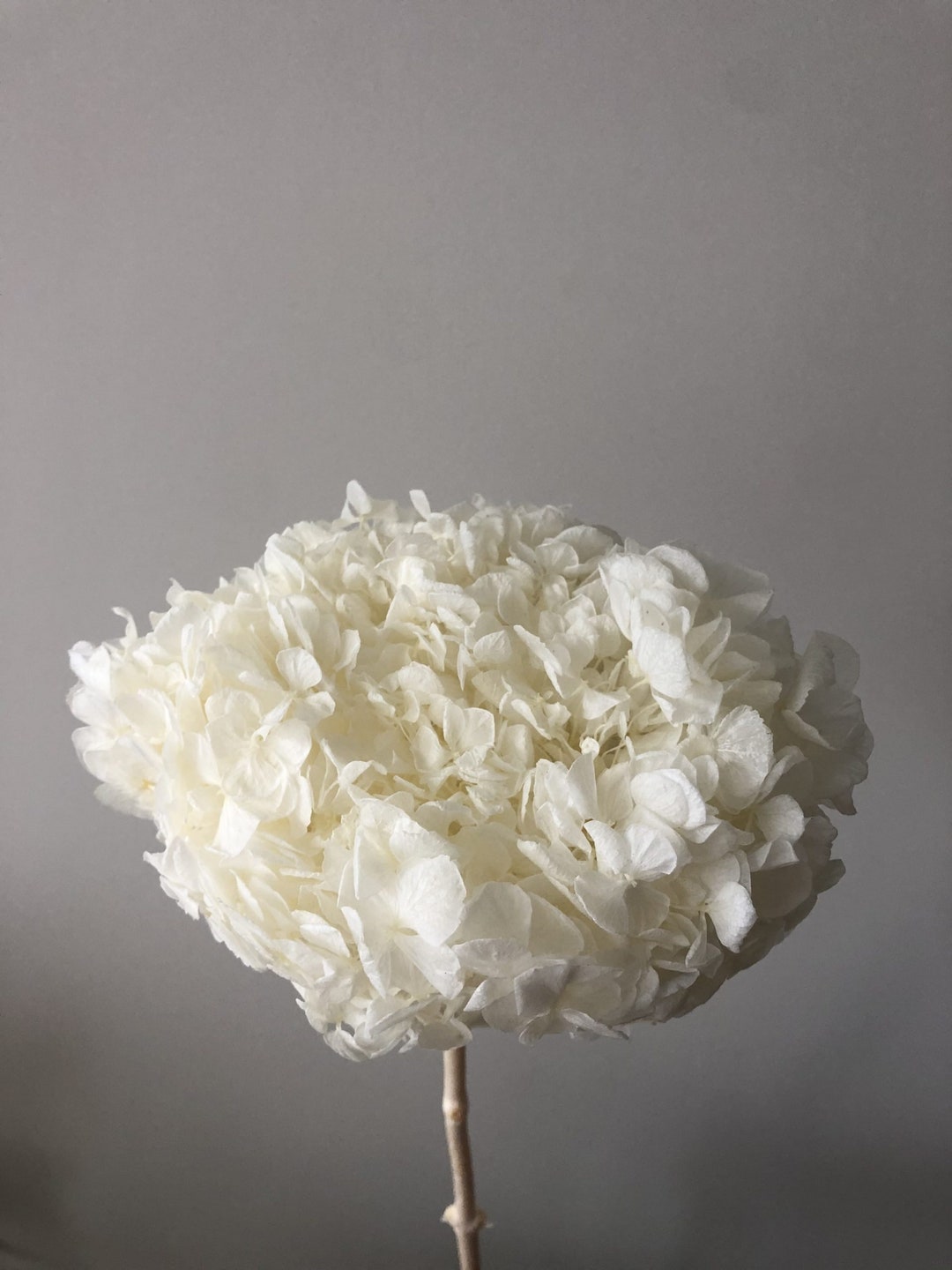 Big Petal White Bleached Preserved Hydrangea, Hydrangea, Bridalflower ...