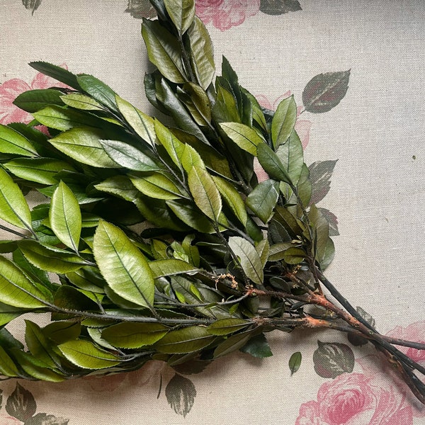 Preserved Plants - Etsy