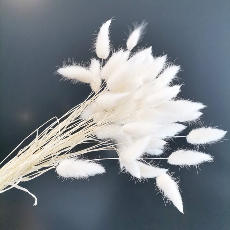 Snowy Lagurus Bleached White Lagurus Extra White Rabbit - Etsy