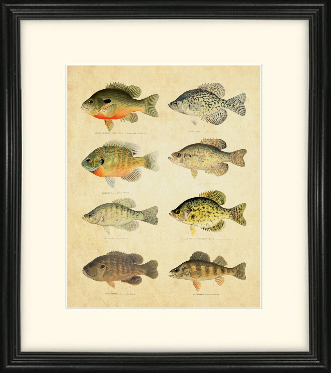 Pan Fish Art Print, Vintage Pan Fish Prints, Fisherman Prints, Log Home ...