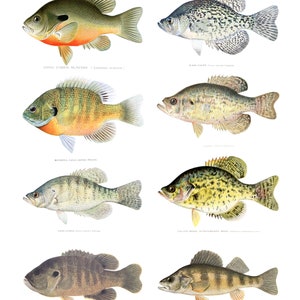 Pan Fish Art Print, Vintage Pan Fish Prints, Fisherman Prints, Log Home ...