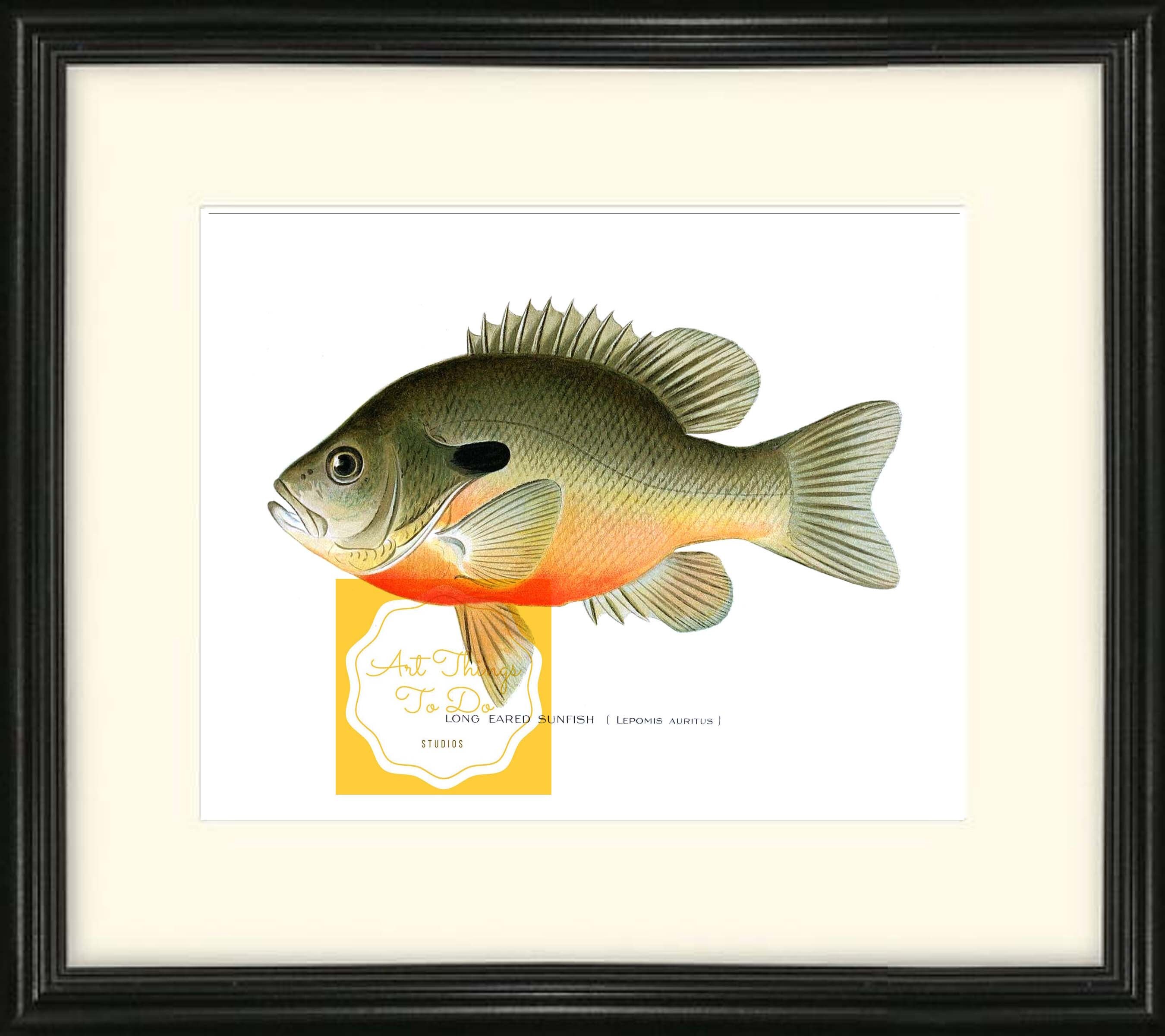 Fish Art, Wall Art, Pan Fish, Digital Prints, Home Decor, Vintage ...