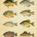 Pan Fish Art Print, Vintage Pan Fish Prints, Fisherman Prints, Log Home ...