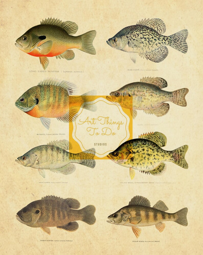 Pan Fish Art Print, Vintage Pan Fish Prints, Fisherman Prints, Log Home ...
