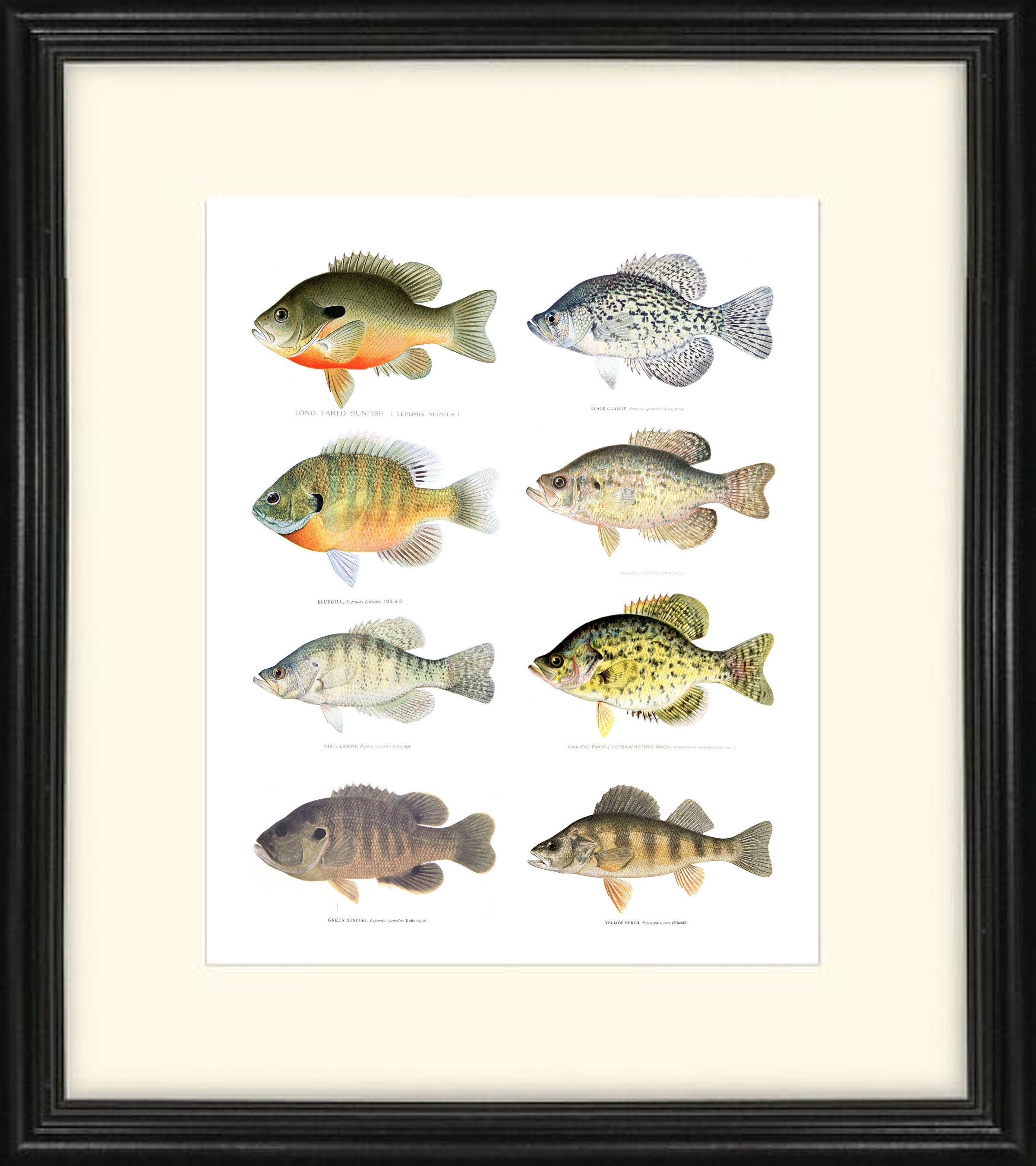 Pan Fish Art Print, Vintage Pan Fish Prints, Fisherman Prints, Log Home ...