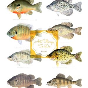 Pan Fish Art Print, Vintage Pan Fish Prints, Fisherman Prints, Log Home ...