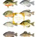 Pan Fish Art Print, Vintage Pan Fish Prints, Fisherman Prints, Log Home ...