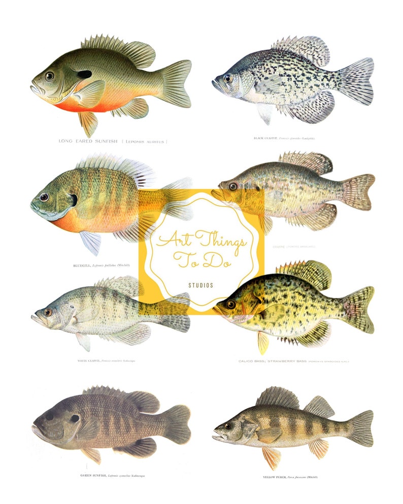 Pan Fish Art Print, Vintage Pan Fish Prints, Fisherman Prints, Log Home ...