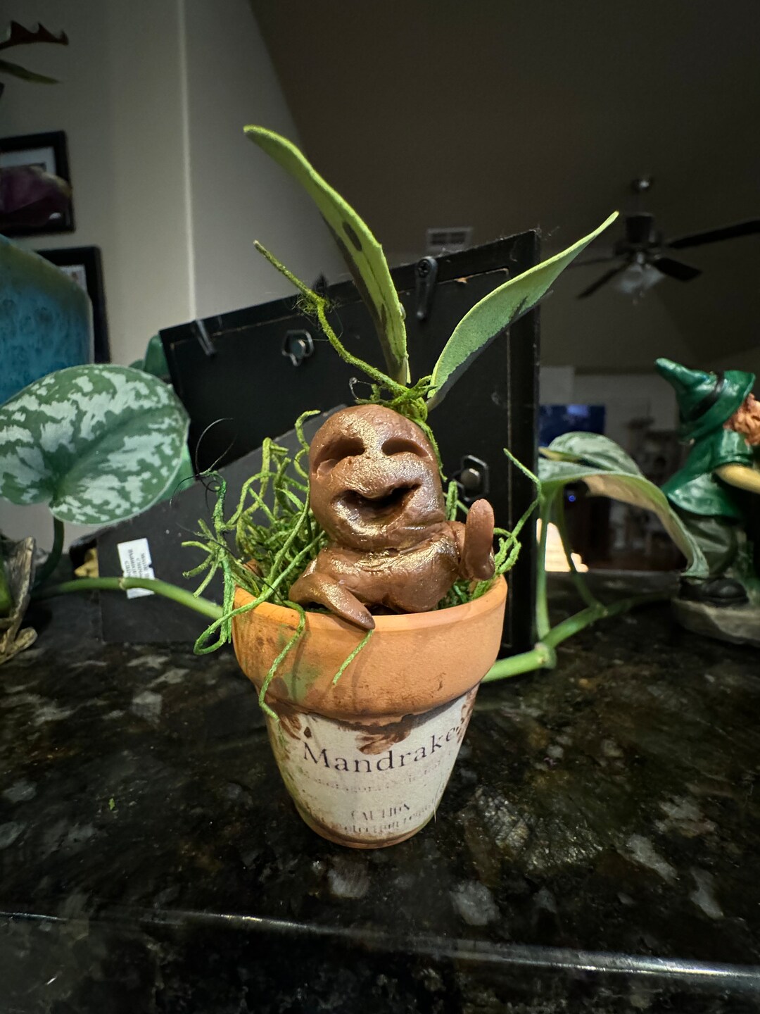 Miniature Mandrake Sprout in Pot. Sprouts, Magical, Mythological ...