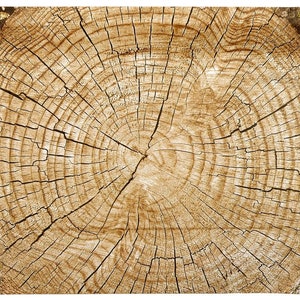 Cut Timber Rectangle Dinner Plates, Lumberjack Party, Set of 4 Plates ...