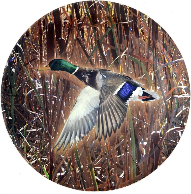 Duck Pond 9 Dinner Plates Set of 8 Mallard Paper Plate - Etsy