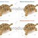 TORTOISE SHELF Dxf Plan Laser Cutting File Home Decor Interior Design ...