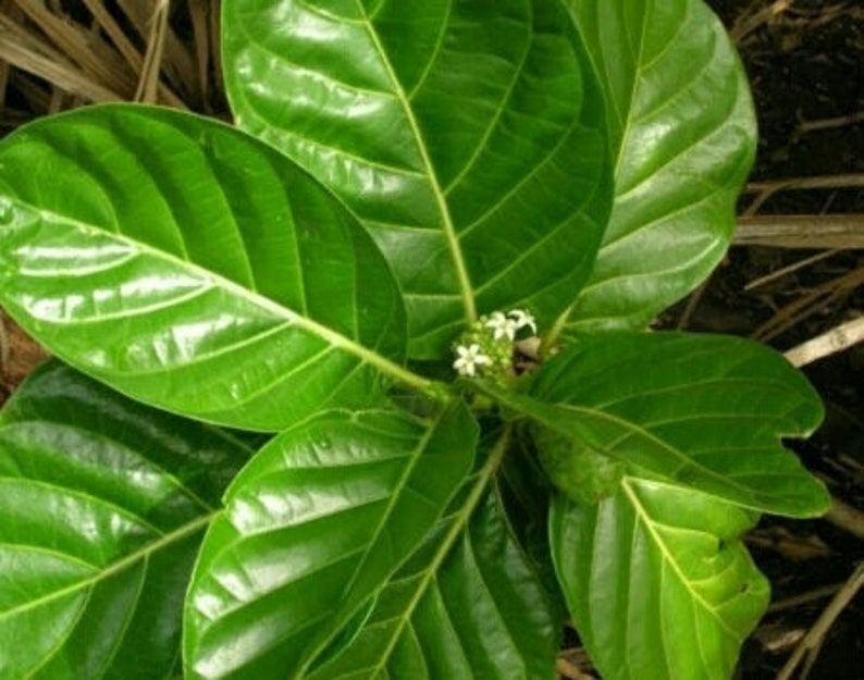 Noni leaves & three with roots Jamaican Herb natural growing | Etsy