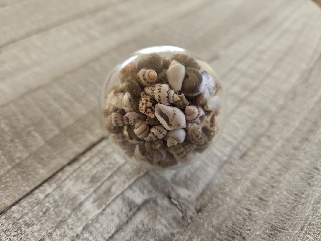 Seashell Knobs, Shell, Nautical Handles, Ocean Dresser Drawer Pulls ...