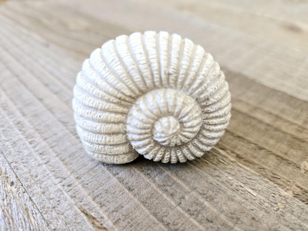 Seashell Knobs, Distressed White Shell Nautical Handles, Ocean Dresser Drawer Pulls, Conch Shell ...