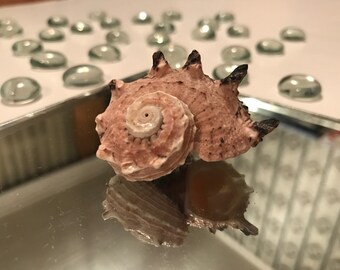 Sea shell crafts | Etsy