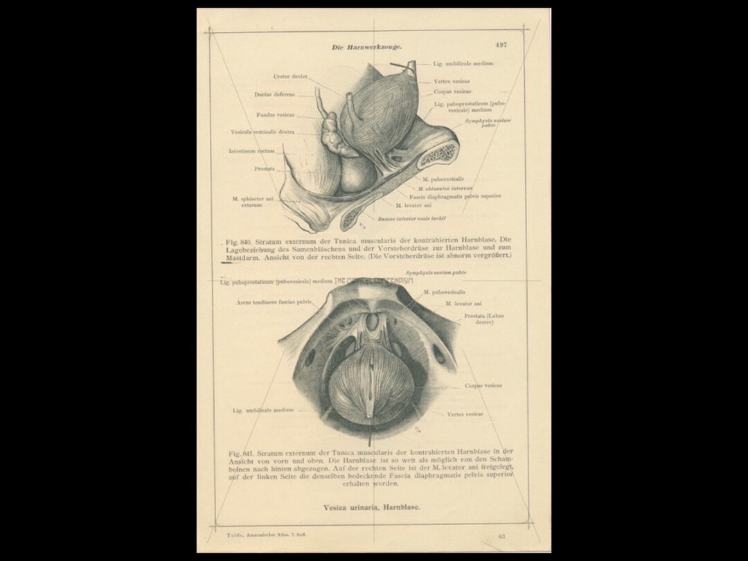 Antique Bladder Print Bladder Anatomy Urology Print Prostate Medical ...