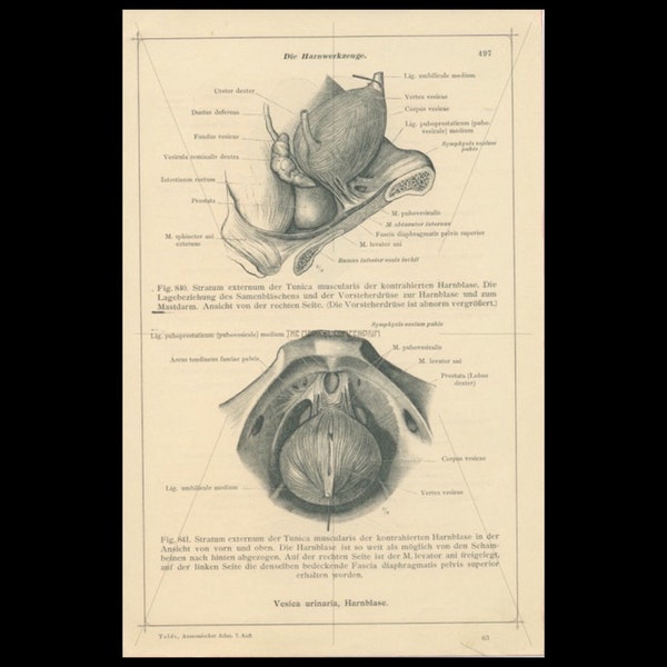 Antique Male Perineum Print Male Anatomy Print Genitals Anus Regio ...