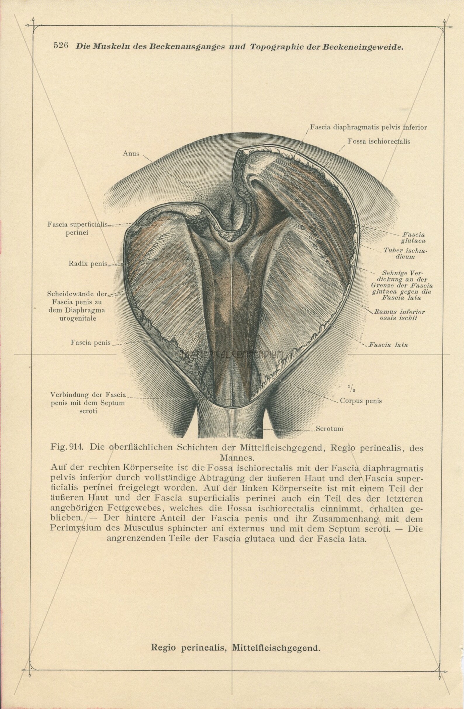 Antique Male Perineum Print | Male Anatomy Print | Genitals | Anus ...