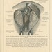 Antique Male Perineum Print | Male Anatomy Print | Genitals | Anus ...