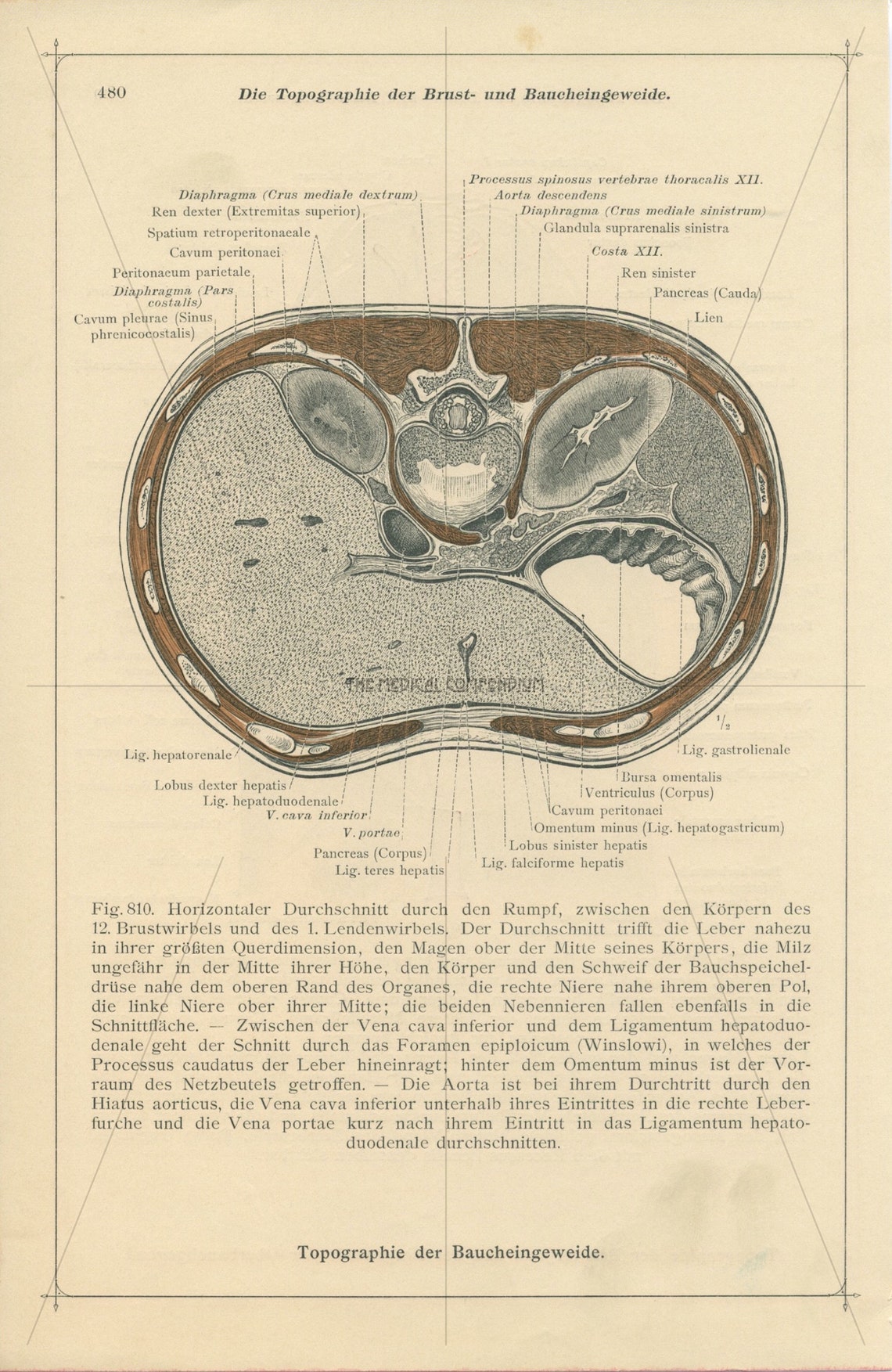 Antique Chest Anatomy Print Autopsy Rib Cage Chest Cavity Abdominal ...