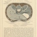 Antique Chest Anatomy Print Autopsy Rib Cage Chest - Etsy