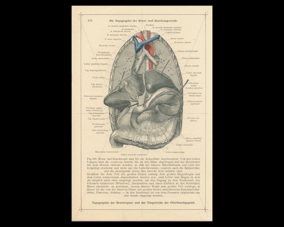 Antique Chest Anatomy Print | Autopsy | Rib Cage | Thorax | Chest ...
