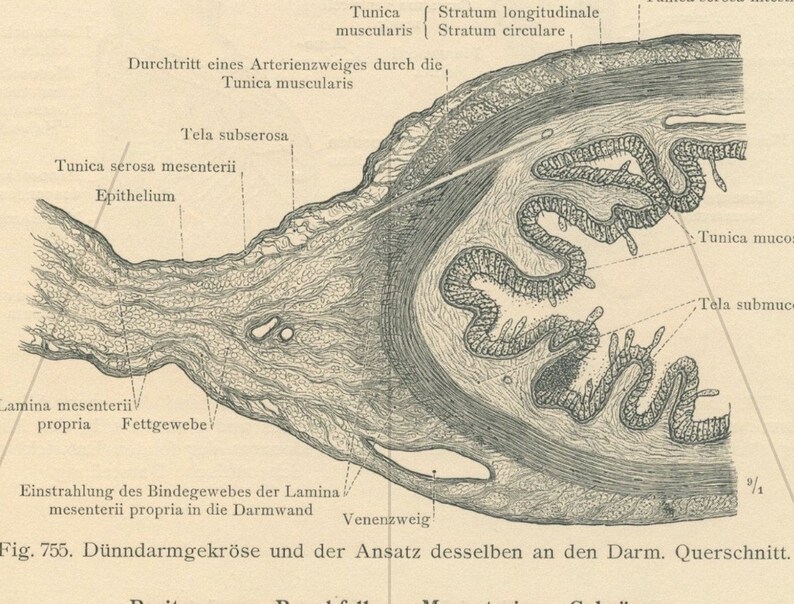 Antique Embryonic Development Print. Digestive System. Gastroenterology ...
