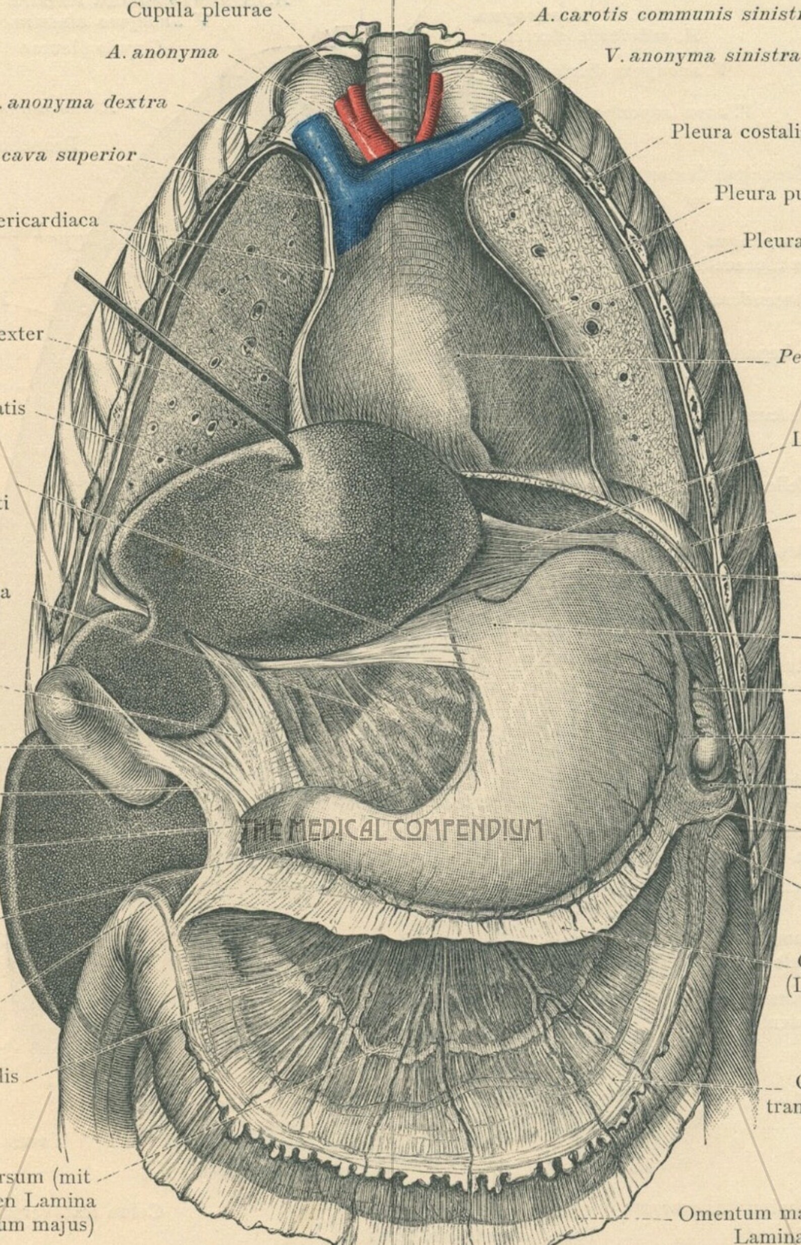 Antique Chest Anatomy Print | Autopsy | Rib Cage | Thorax | Chest ...