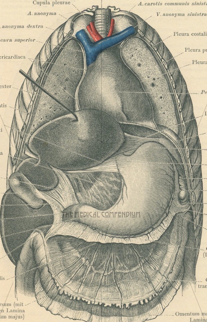 Antique Chest Anatomy Print | Autopsy | Rib Cage | Thorax | Chest ...