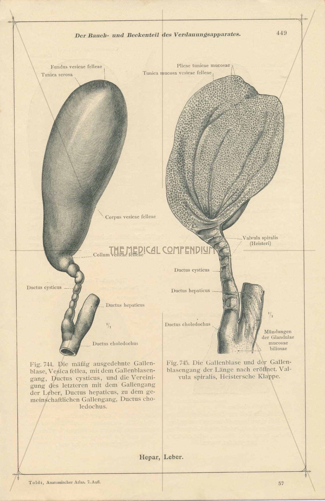 Antique Gallbladder Anatomy Print. Digestive System. Hepatology ...