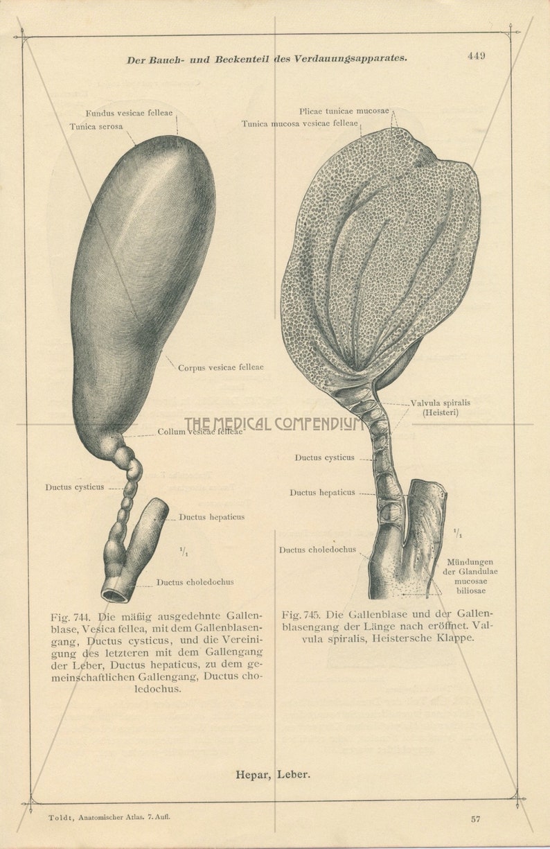 Antique Gallbladder Anatomy Print. Digestive System. Hepatology ...