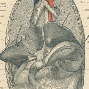 Antique Chest Anatomy Print | Autopsy | Rib Cage | Thorax | Chest ...