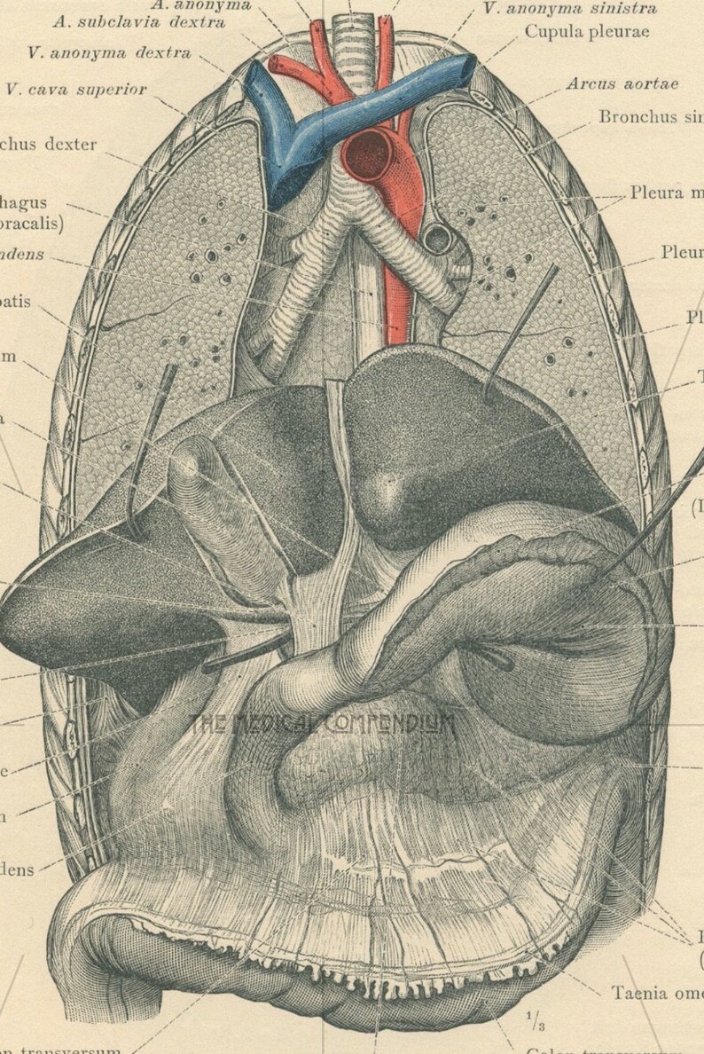 Antique Chest Anatomy Print | Autopsy | Rib Cage | Thorax | Chest ...
