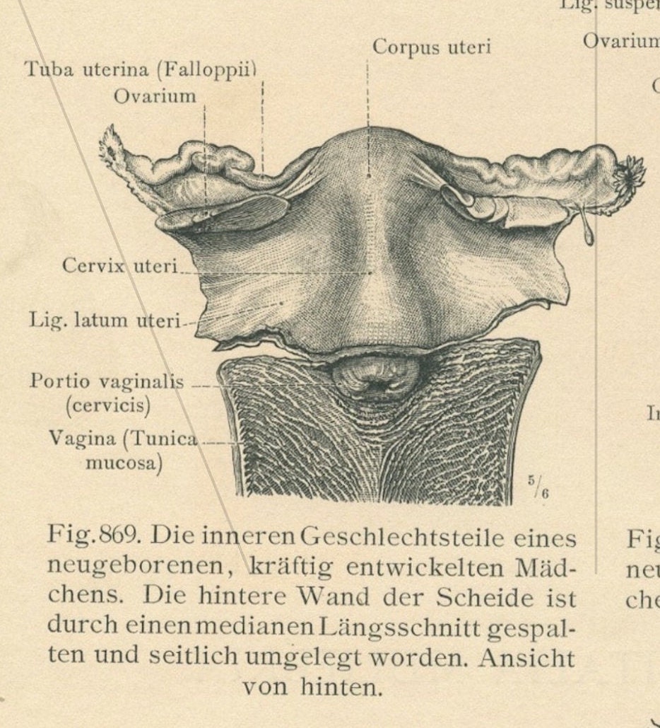 Antique Female Reproductive System Print. Human Anatomy Print ...