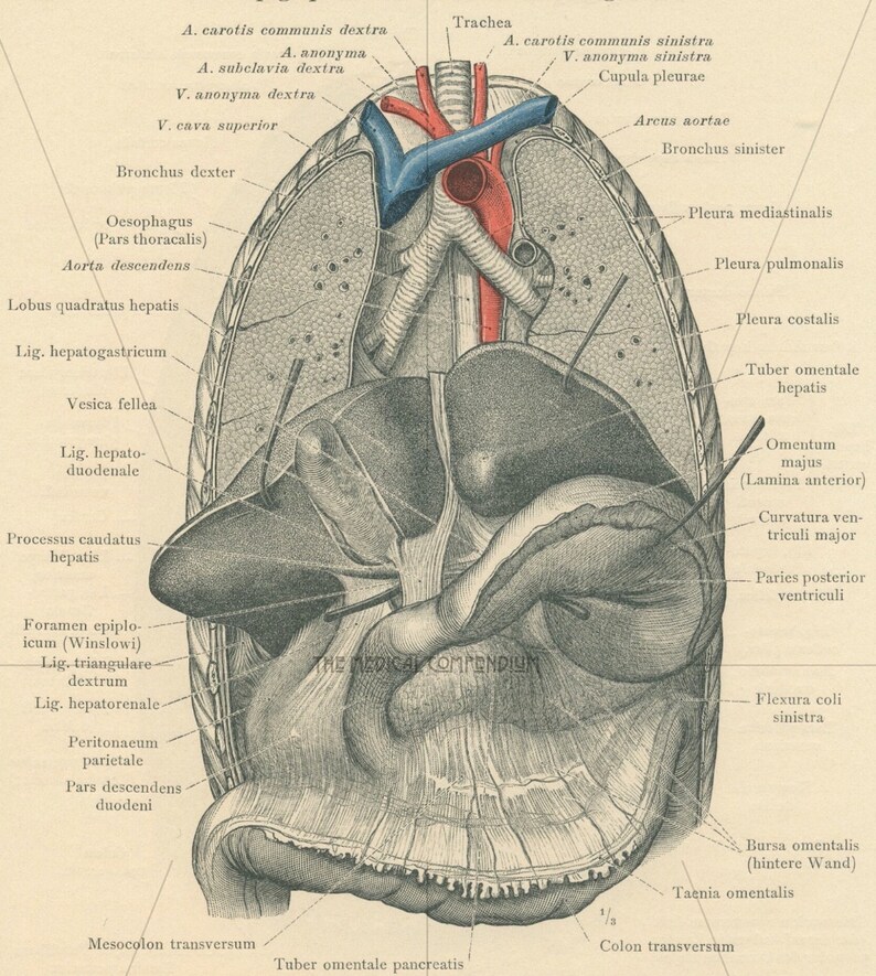 Antique Chest Anatomy Print | Autopsy | Rib Cage | Thorax | Chest ...