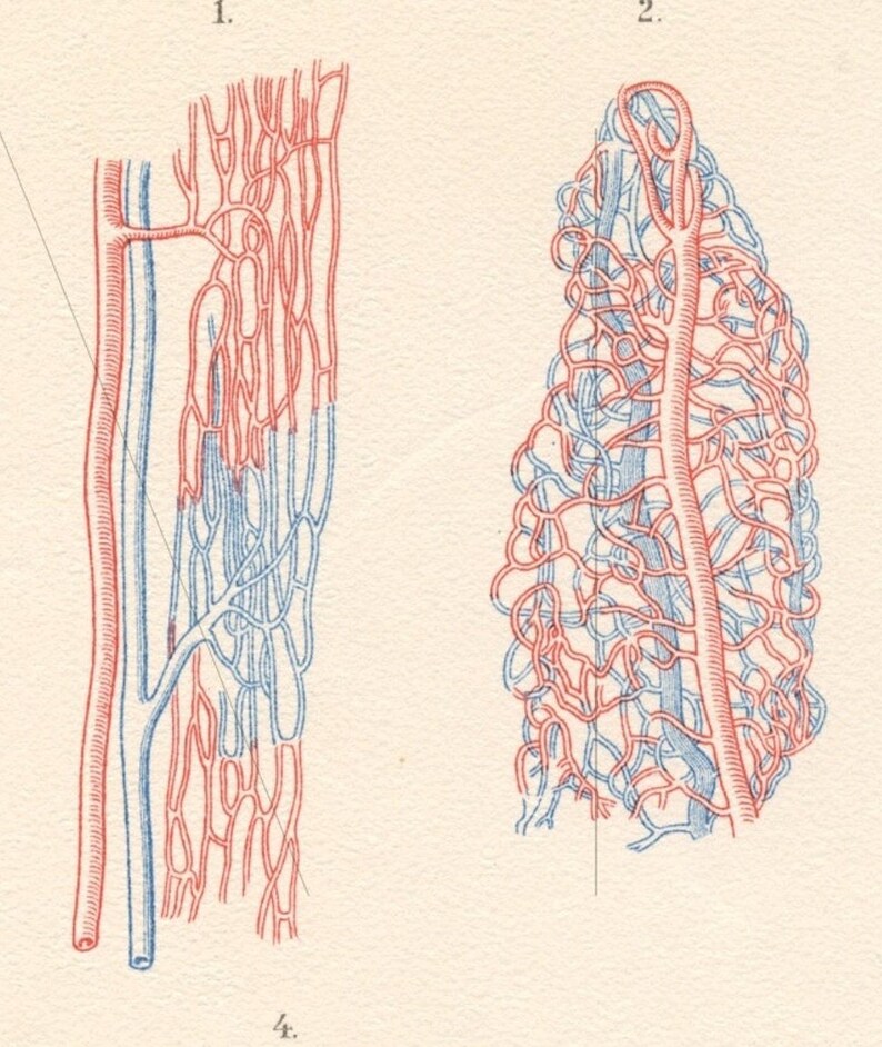 Antique Capillaries Print Blood Vessels Vascular Medicine Angiology ...
