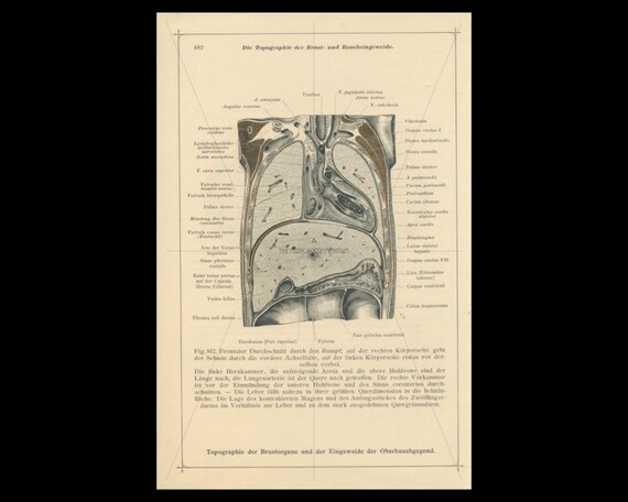 Anatomia Del Torace Maschile Gestione Chirurgica Dei Tumori Pleurici