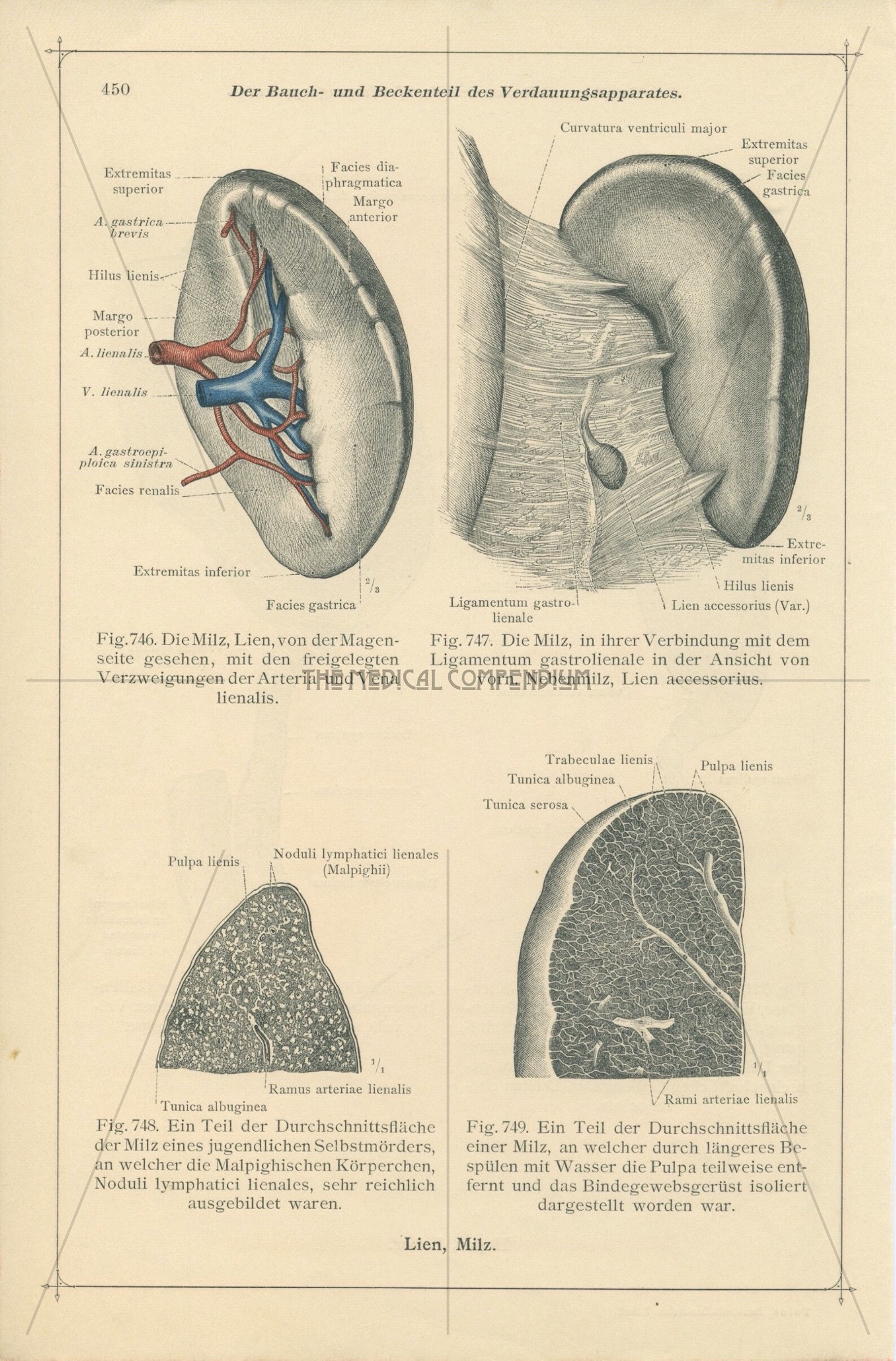 Antique Gallbladder Anatomy Print. Digestive System. Hepatology ...