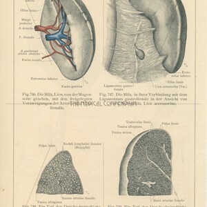 Antique Gallbladder Anatomy Print. Digestive System. Hepatology ...